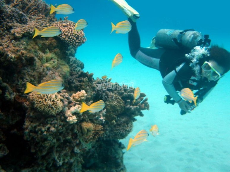 Titulaciones Buceo PADI