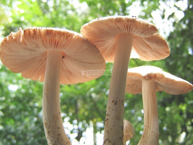 Cómo distinguir las setas buenas de las malas