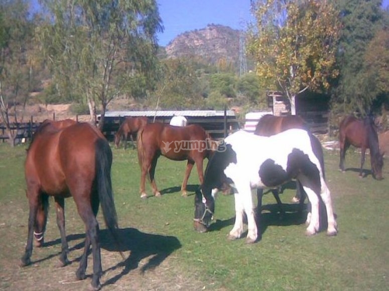 Ruta a caballo 1h. en Sort desde 35€ - Yumping.com