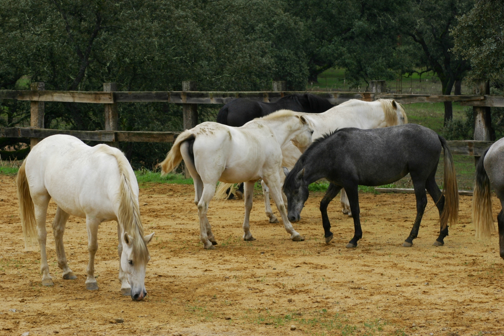 Finca Santa Maria, precios y reservas 2026 | Yumping