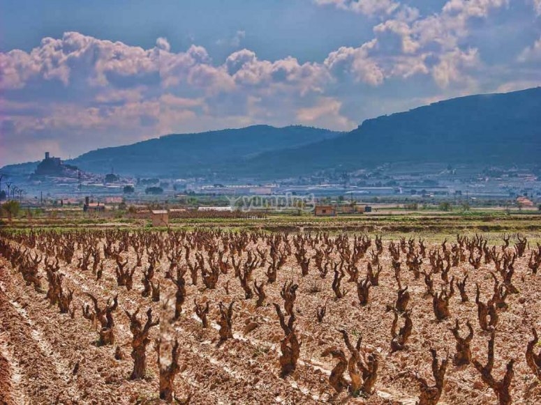 Bodegas Bocopa, precios y reservas 2024
