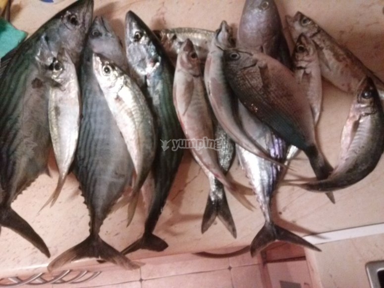 Salida de pesca de túnidos en Orio 3 horas desde 80€ - Yumping.com