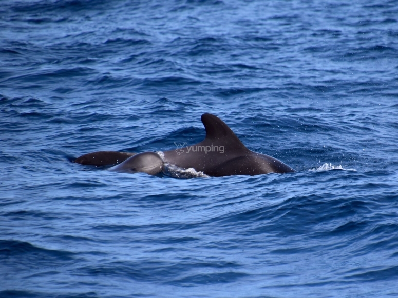 WeWhale Lanzarote, precios y reservas 2024