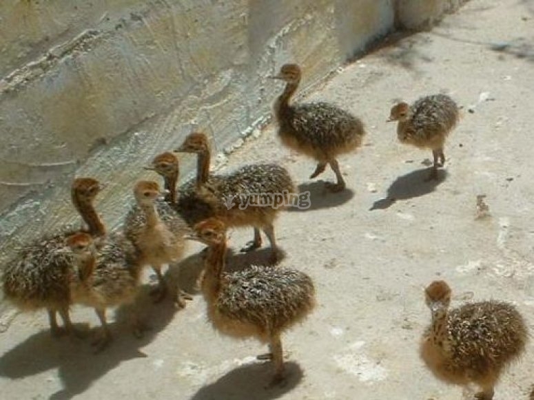 Avestruces de Tenerife, precios y reservas 2024