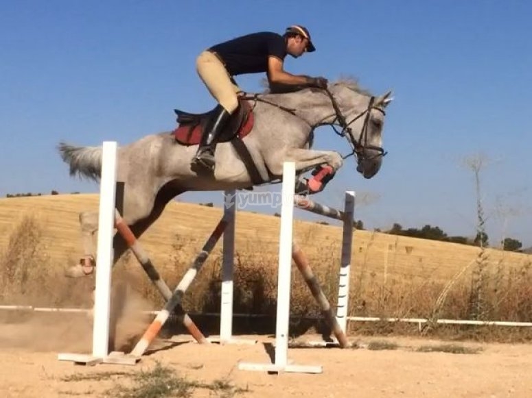 Andalusian Horse Jumping