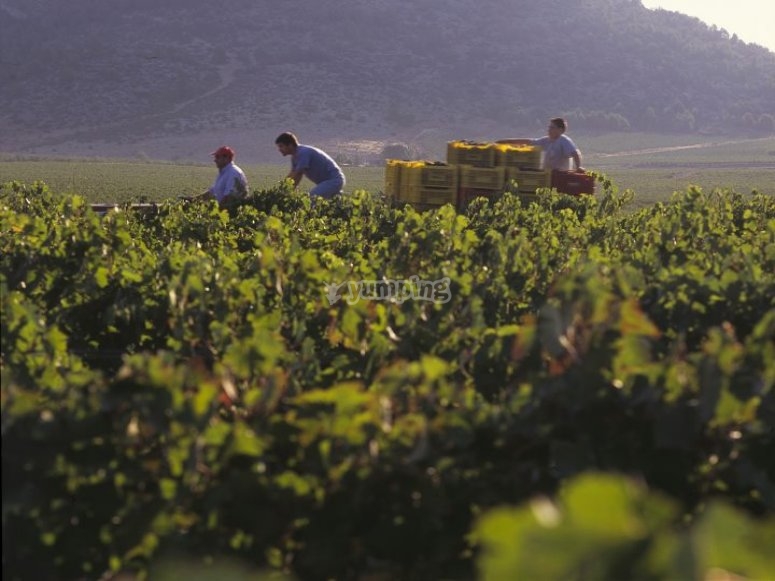 Bodega Balcona, precios y reservas 2025