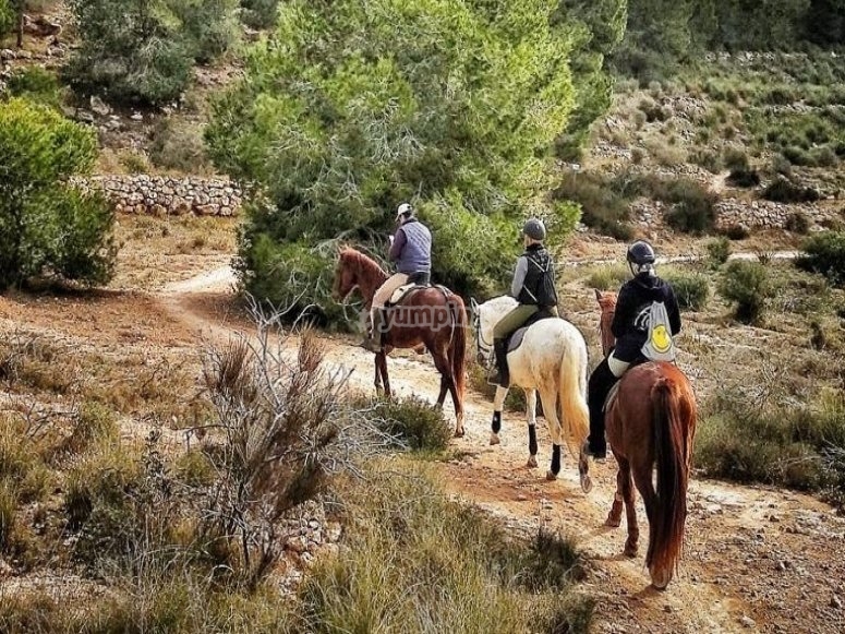 Ruta a caballo por los alrededores de El Altet 1 h - Ofertas-aventura ...