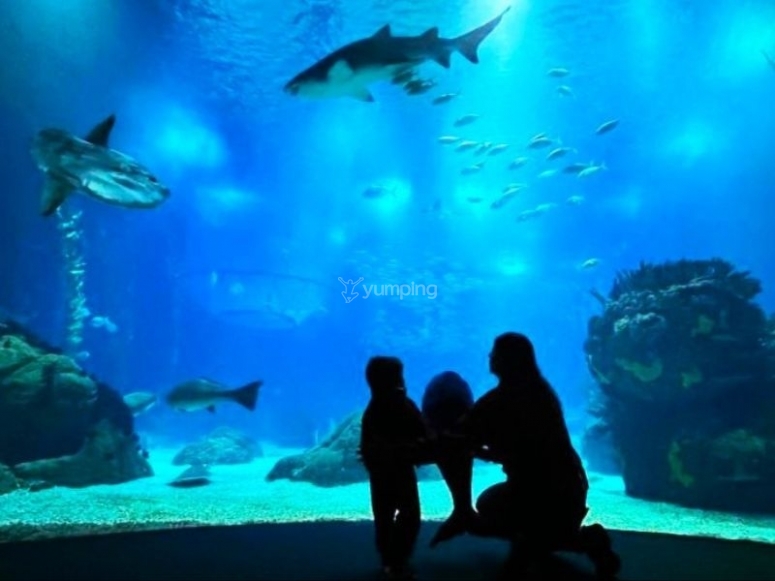 Entrada al Oceanário de Lisboa desde 25€ - Yumping.com