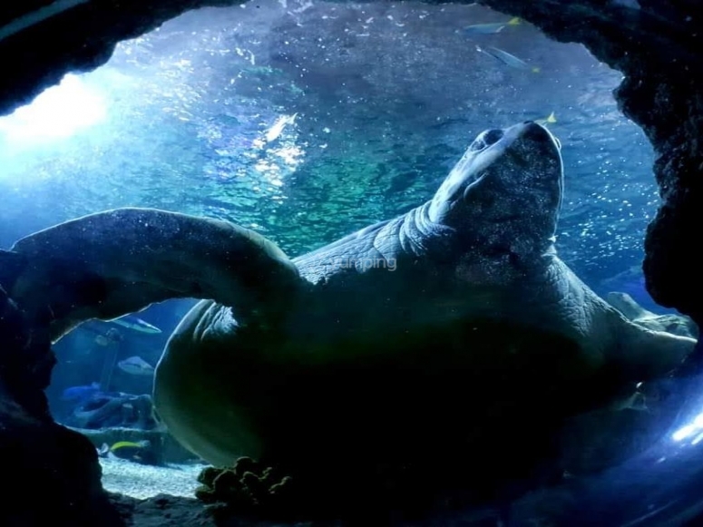 Sea Life Benalmádena, precios y reservas 2024