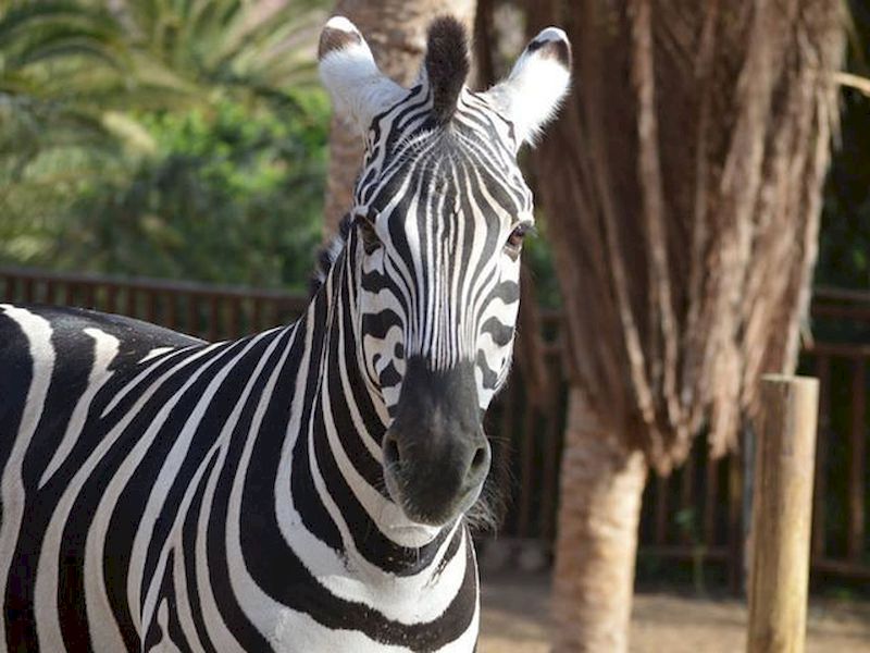 Los MEJORES Zoológicos en España de 2021